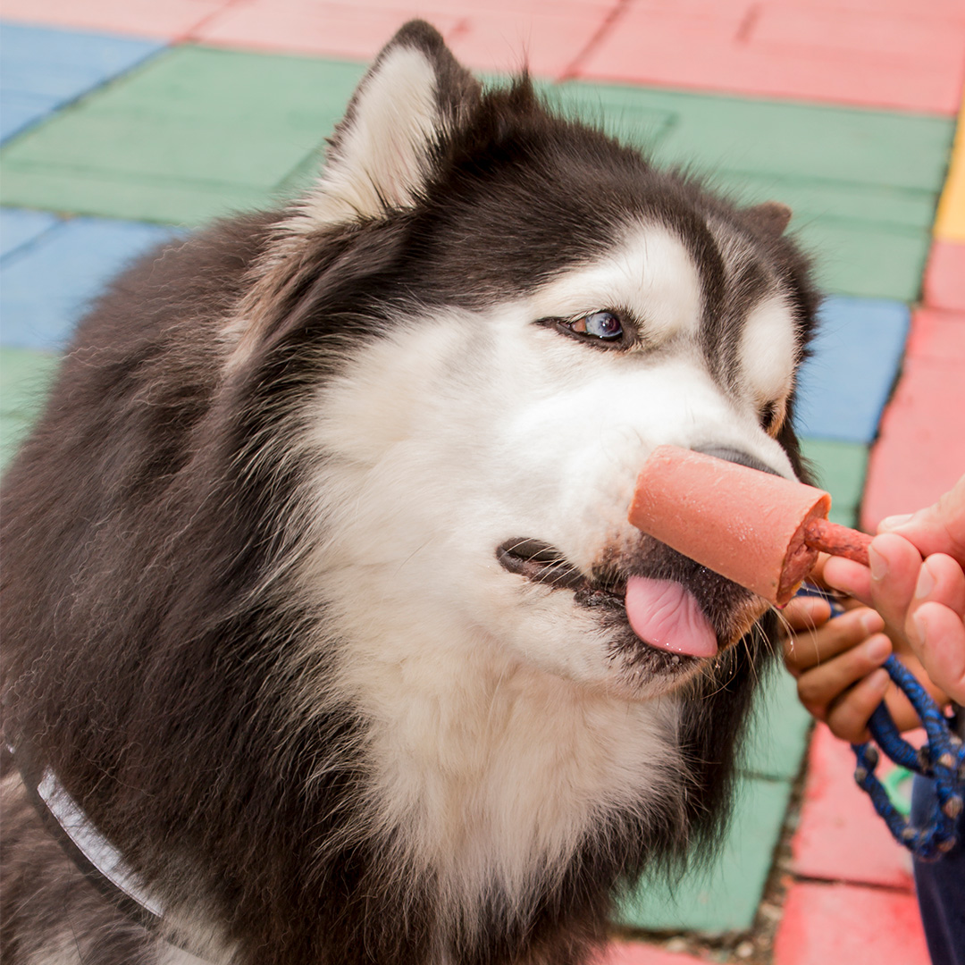 Helado de pollo – HELADOCAN